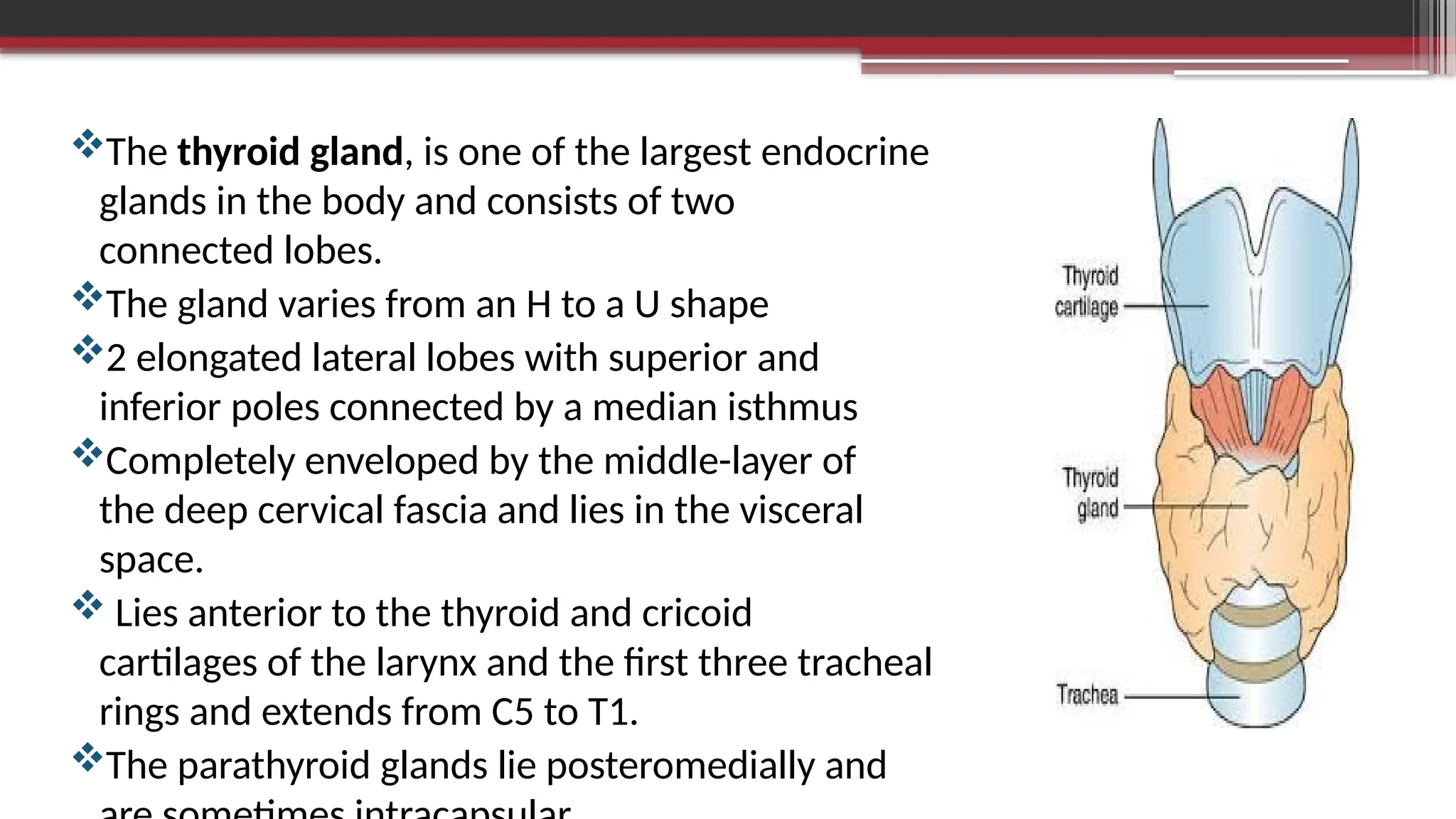 Sonological evaluation of the Thyroid Gland | PPTX