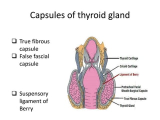 Thyrotoxicosis- complete review of anatomy, physiology, types and ...