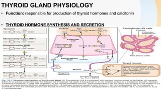 THYROTOXICOSIS AND GRAVES DISEASE(part 01).pptx