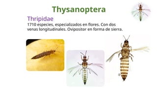 Familia Thysanoptera-Clase de Entomologia | PPTX