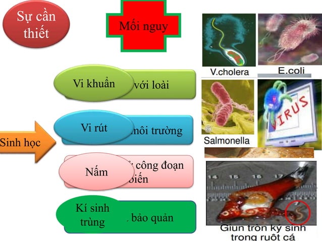 Truy xuất ngườn gốc sản phẩm thủy sản | PPT