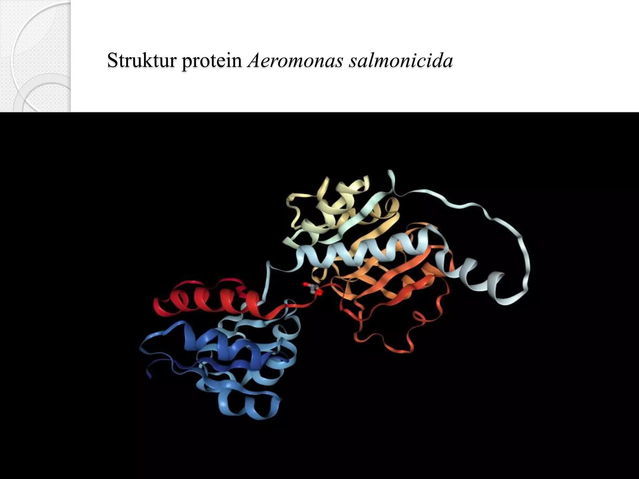 Kelompok 9 Perbandingan Struktur Protein pada Bakteri Aeromonas ...