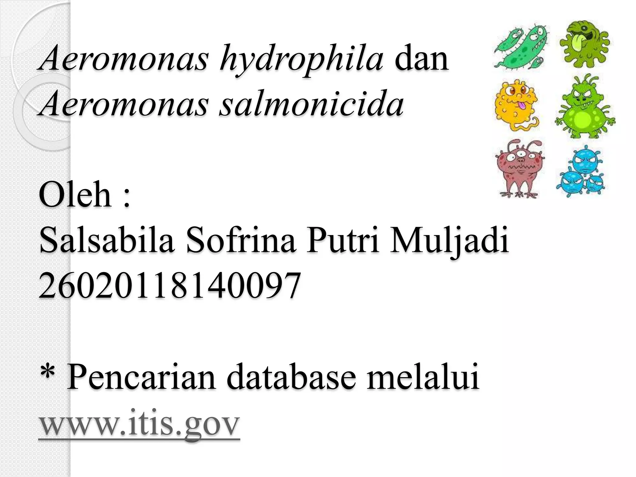 Kelompok 9 Perbandingan Struktur Protein Pada Bakteri Aeromonas Hydrophila Dan Aeromonas