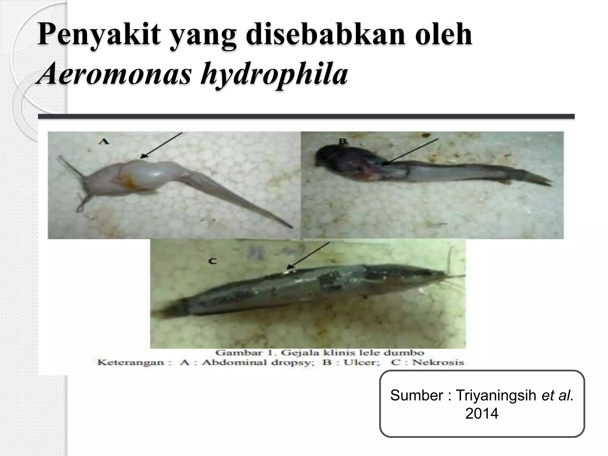 Kelompok 9 Perbandingan Struktur Protein pada Bakteri Aeromonas ...