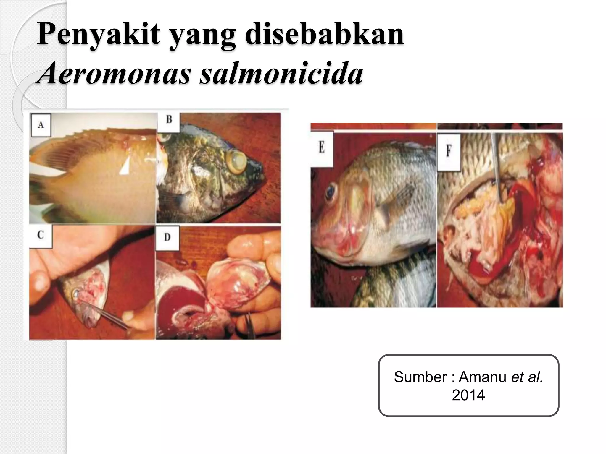 Kelompok 9 Perbandingan Struktur Protein pada Bakteri Aeromonas ...