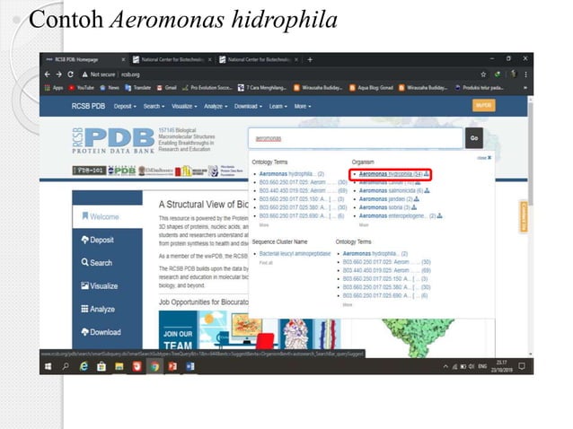 Kelompok 9 Perbandingan Struktur Protein pada Bakteri Aeromonas hydrophila dan Aeromonas ...