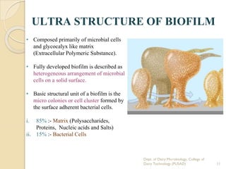 Biofilms | PPTX