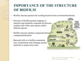 Biofilms | PPTX