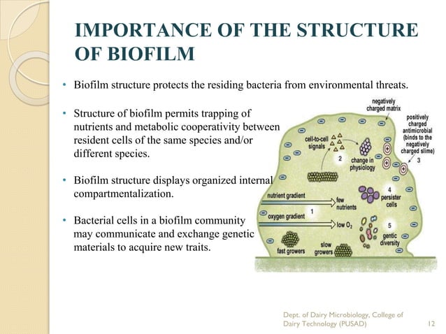 Biofilms | PPTX | Chemistry | Science