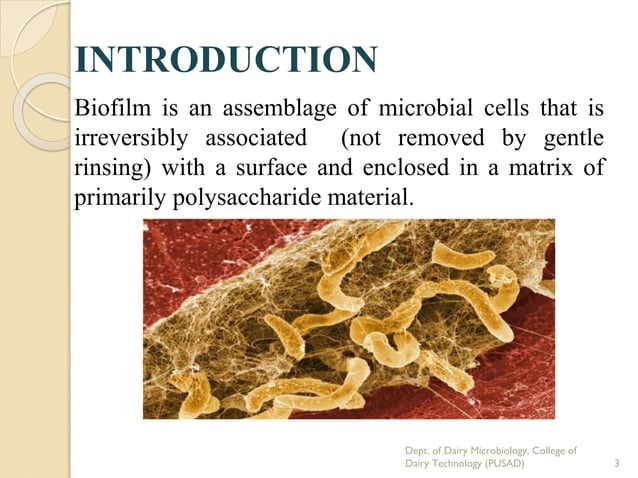 Biofilms | PPTX | Chemistry | Science