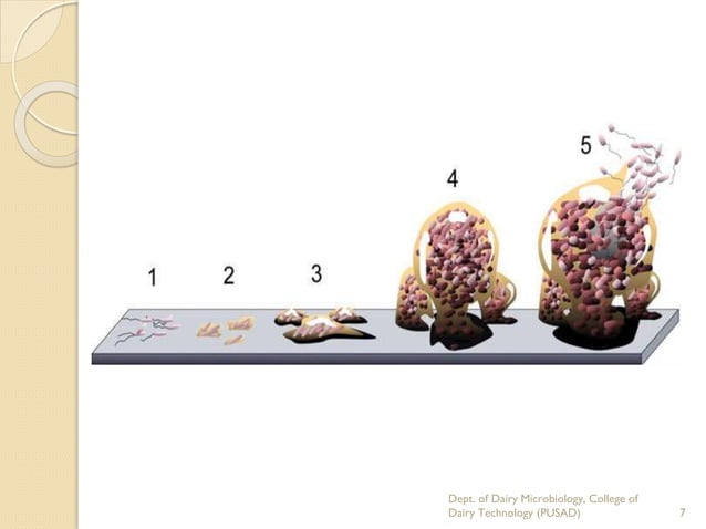 Biofilms | PPTX | Chemistry | Science