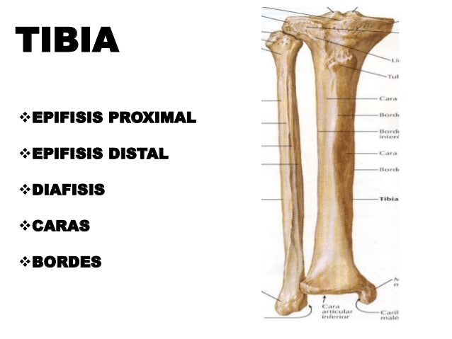 Tibia....