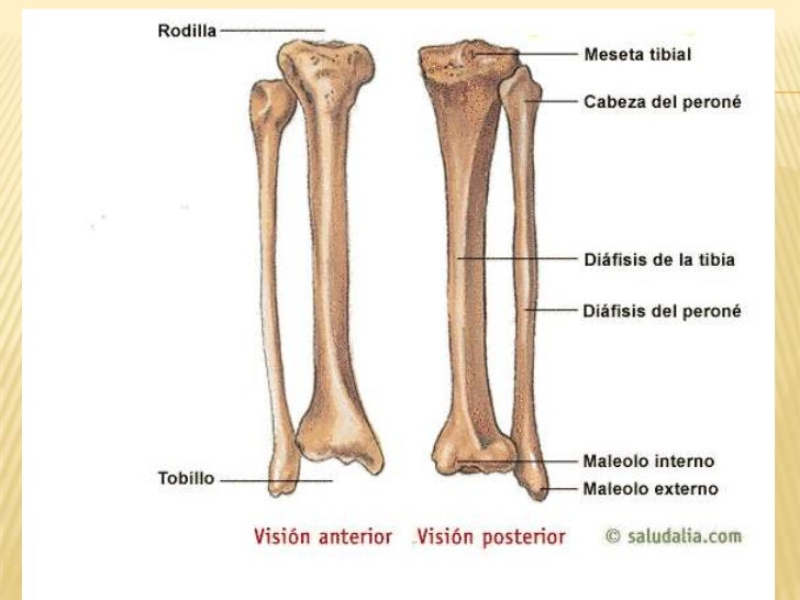 Tibia