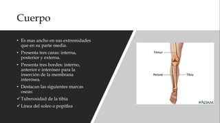 Estructura Osea: TIBIA | PPTX