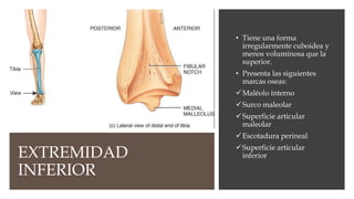 Estructura Osea: TIBIA | PPTX