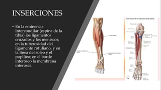 Estructura Osea: TIBIA | PPTX