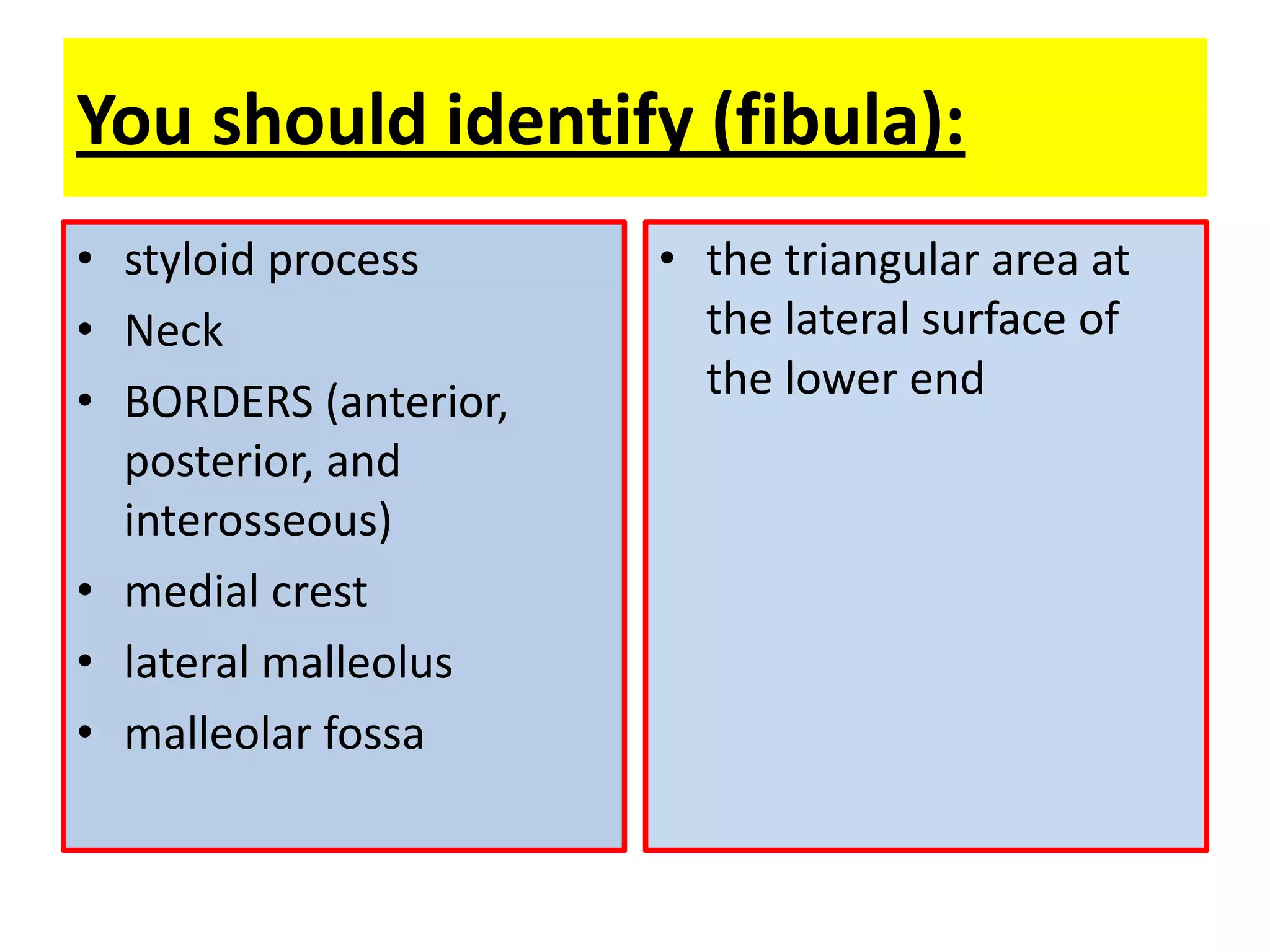 Tibia and fibula, Dr. sabreen mahmoud | PDF