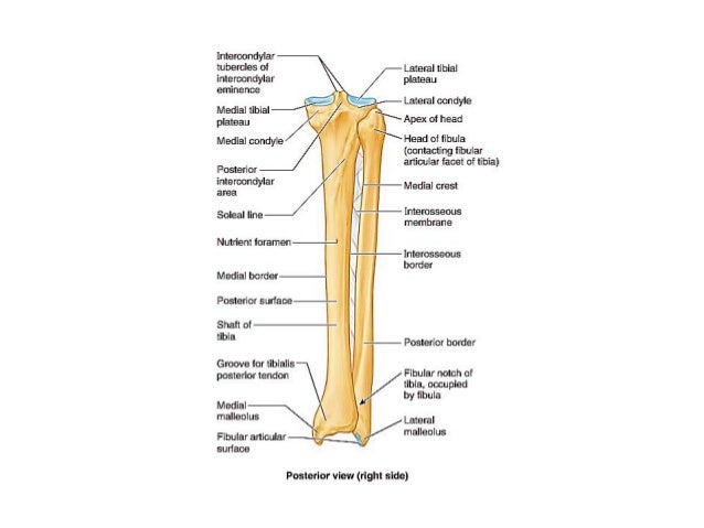 Tibia and fibula, Dr. sabreen mahmoud