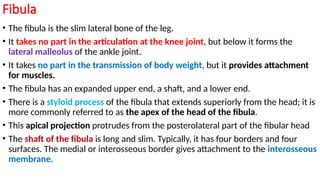 Tibia and Fibula p2.pptx . . . . . . . . . | PPTX