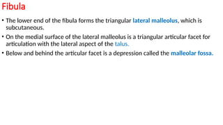 Tibia and Fibula p2.pptx . . . . . . . . . | PPTX