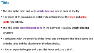 Tibia and Fibula p2.pptx . . . . . . . . . | PPTX