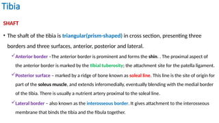 Tibia and Fibula p2.pptx . . . . . . . . . | PPTX