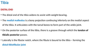 Tibia and Fibula p2.pptx . . . . . . . . . | PPTX