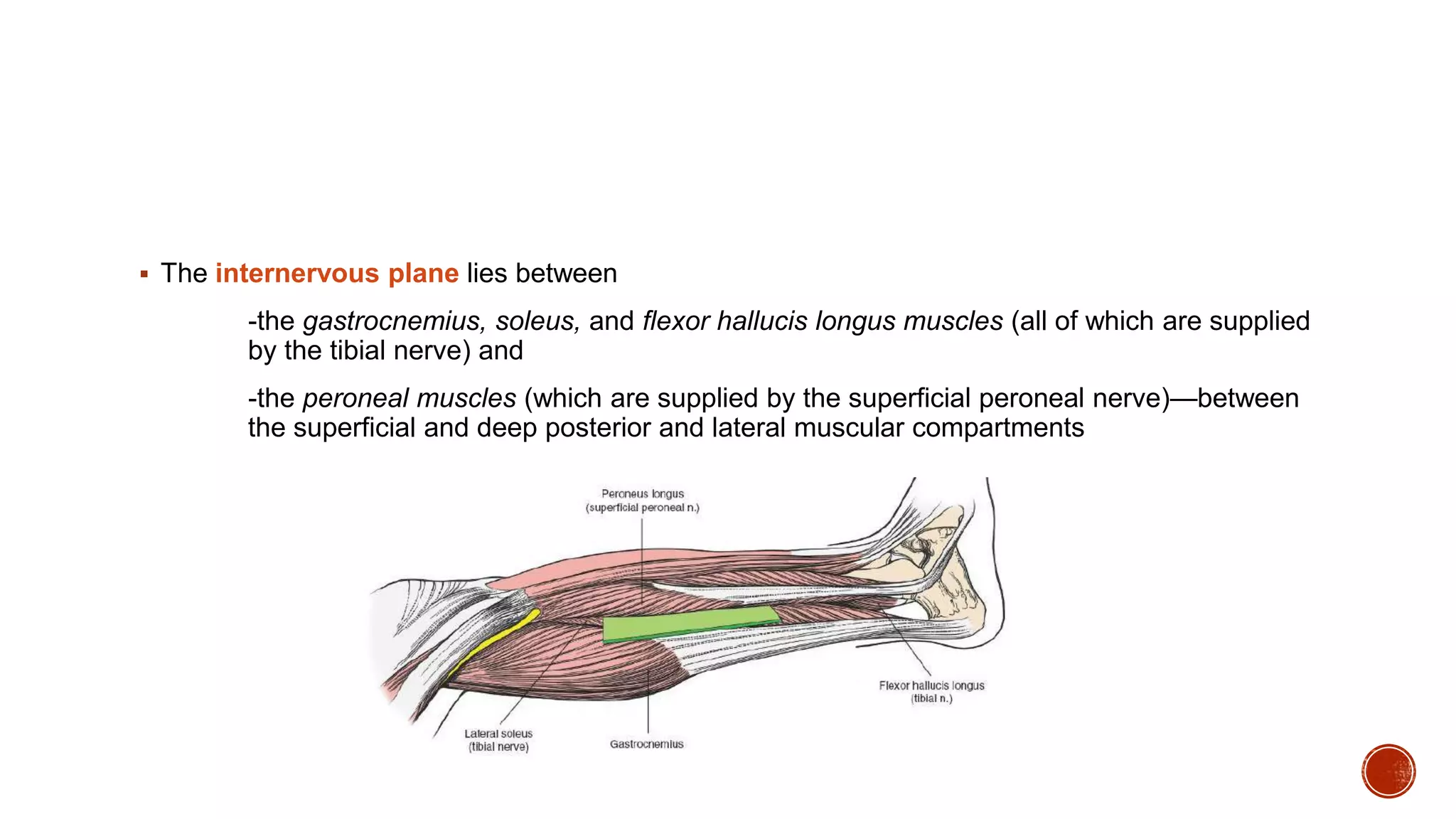 Proximal Tibia Surgical approaches | PPTX