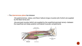 Proximal Tibia Surgical approaches | PPTX