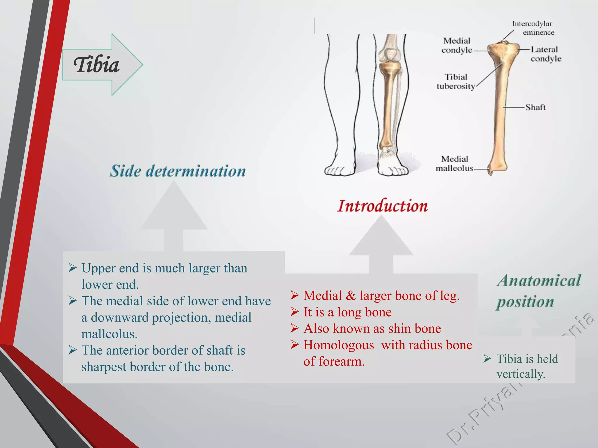 Tibia bone.pptx