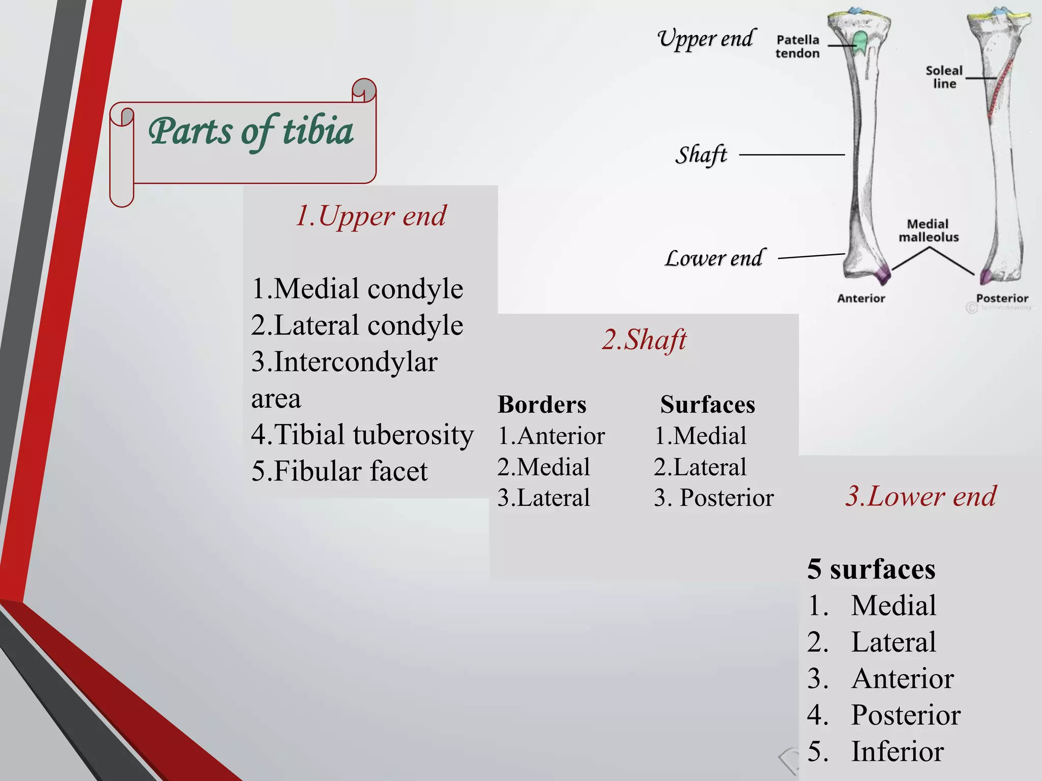 Tibia bone.pptx