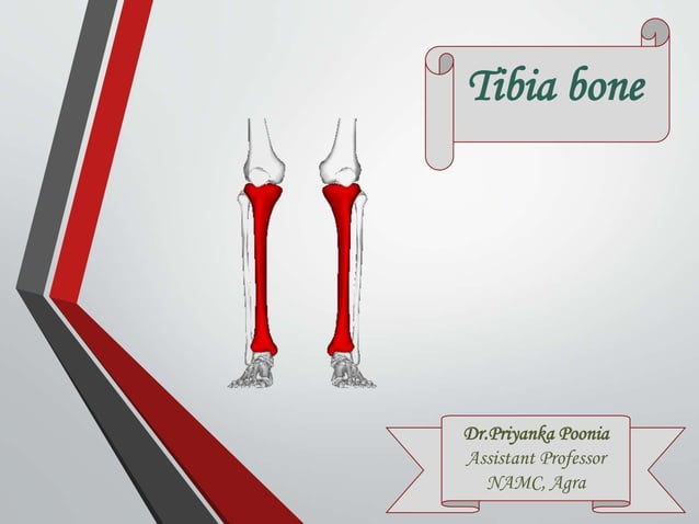 Tibia bone.pptx