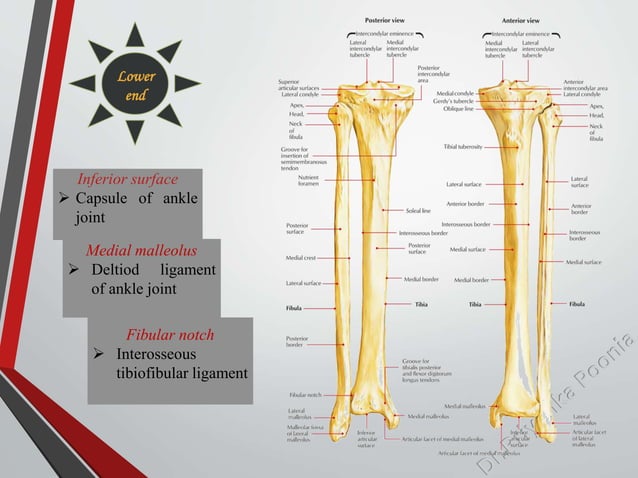 Tibia bone.pptx