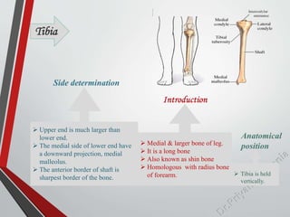 Tibia bone.pptx