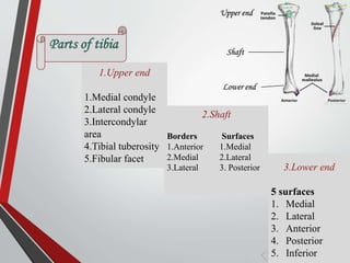 Tibia bone.pptx
