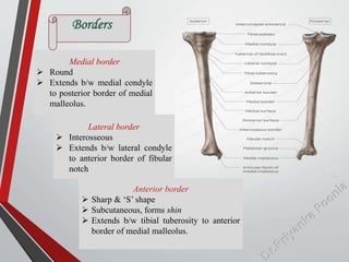 Tibia bone.pptx