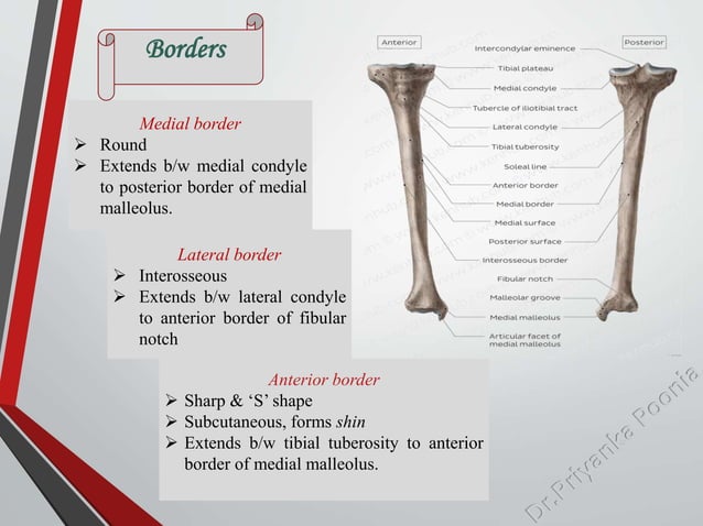 Tibia bone.pptx