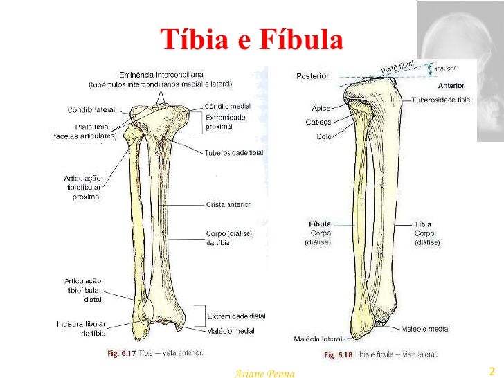 Fibula E Tibia