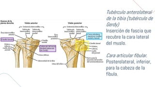 Tibia, fíbula, huesos del pieSCRIBDD.pptx