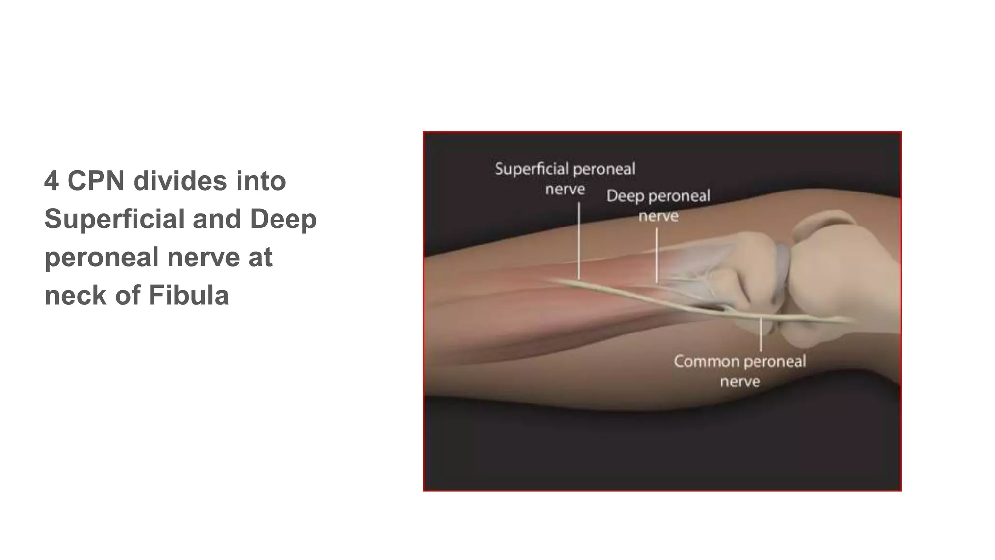 Tibial Nerve to Tibialis Anterior Motor branch of Deep Peroneal nerve ...