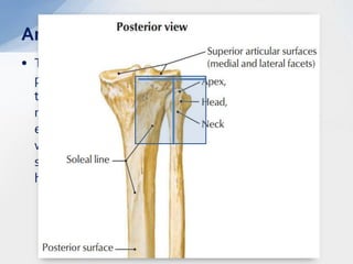 Tibial plateau fractures | PPTX