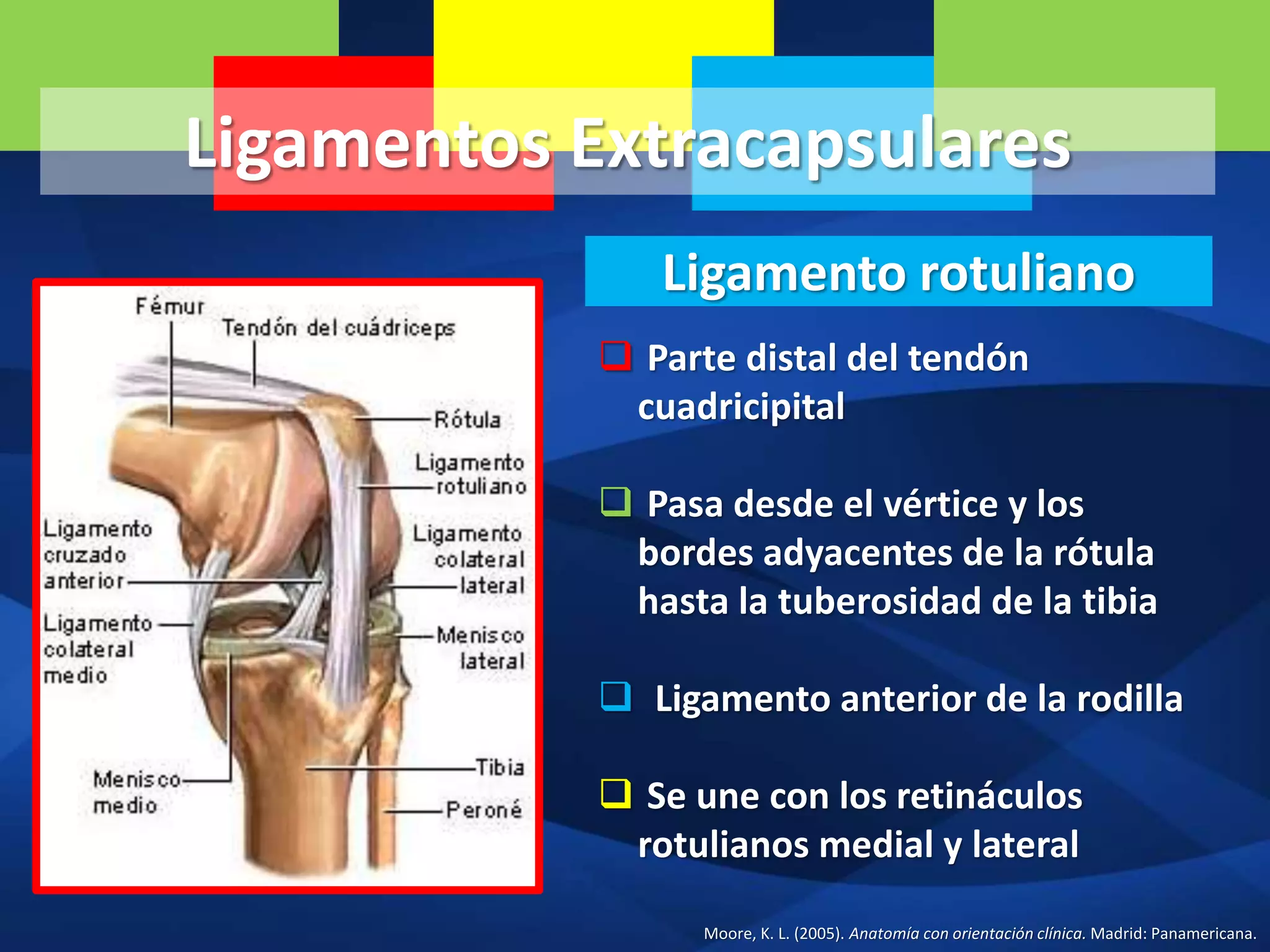 Tibia, peroné, articulación de la rodilla | PPTX