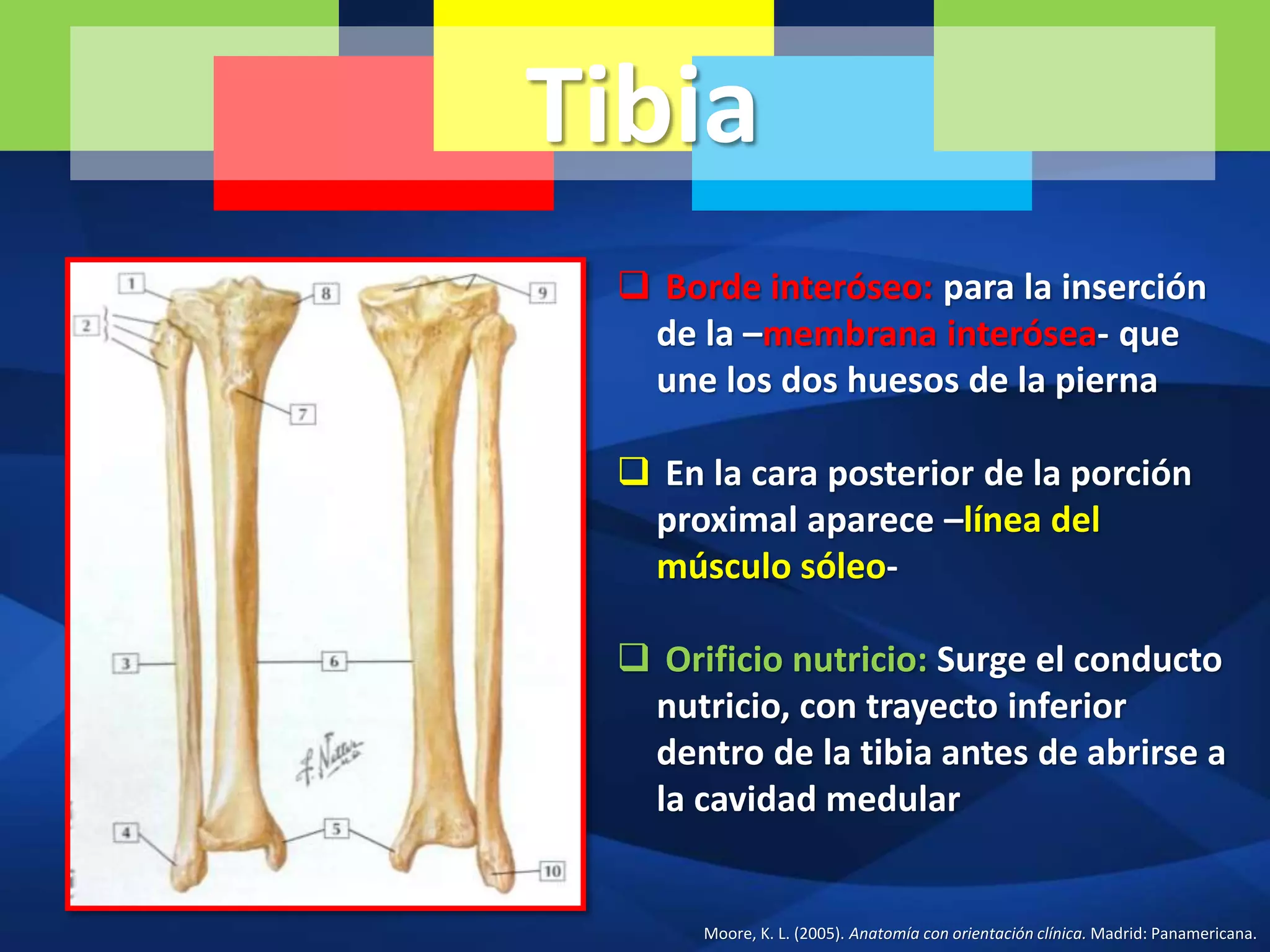 Tibia, peroné, articulación de la rodilla | PPTX