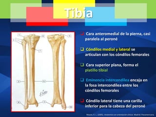 Tibia, peroné, articulación de la rodilla | PPTX