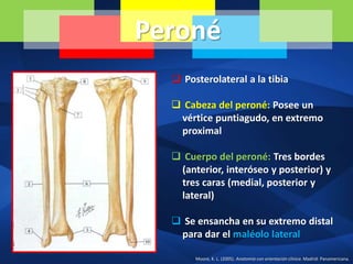 Tibia, peroné, articulación de la rodilla | PPTX