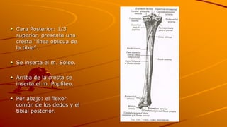 Tibia, perone y huesos del pie | PPTX