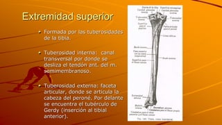 Tibia, perone y huesos del pie | PPTX