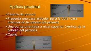 Tibia, perone y huesos del pie | PPTX