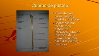 Tibia, perone y huesos del pie | PPTX