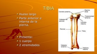 Tibia, perone y huesos del pie | PPTX